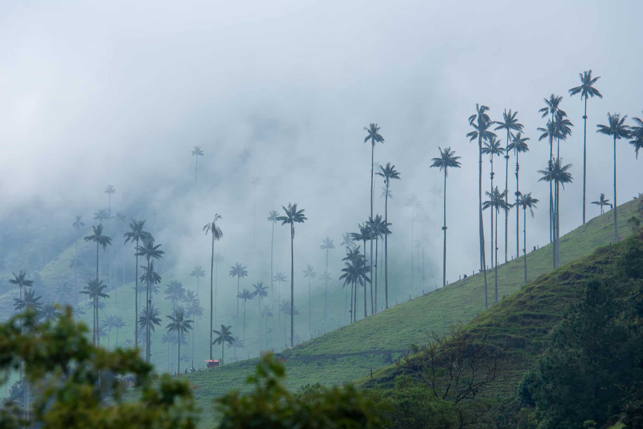 Salento, Cocora et la région du café - Voyagista